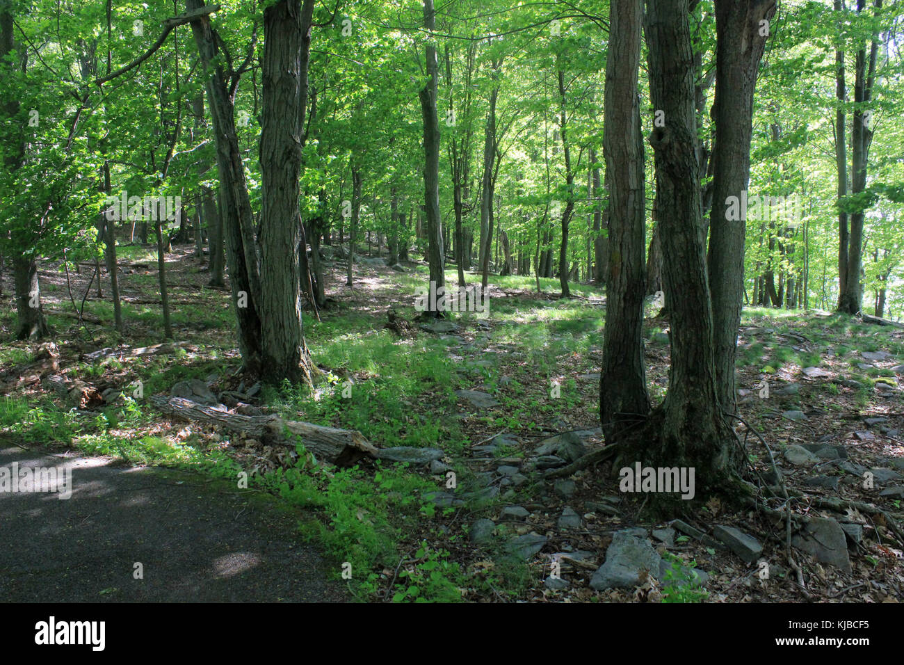 Gfp new york wellesley island state park forest path Stock Photo - Alamy