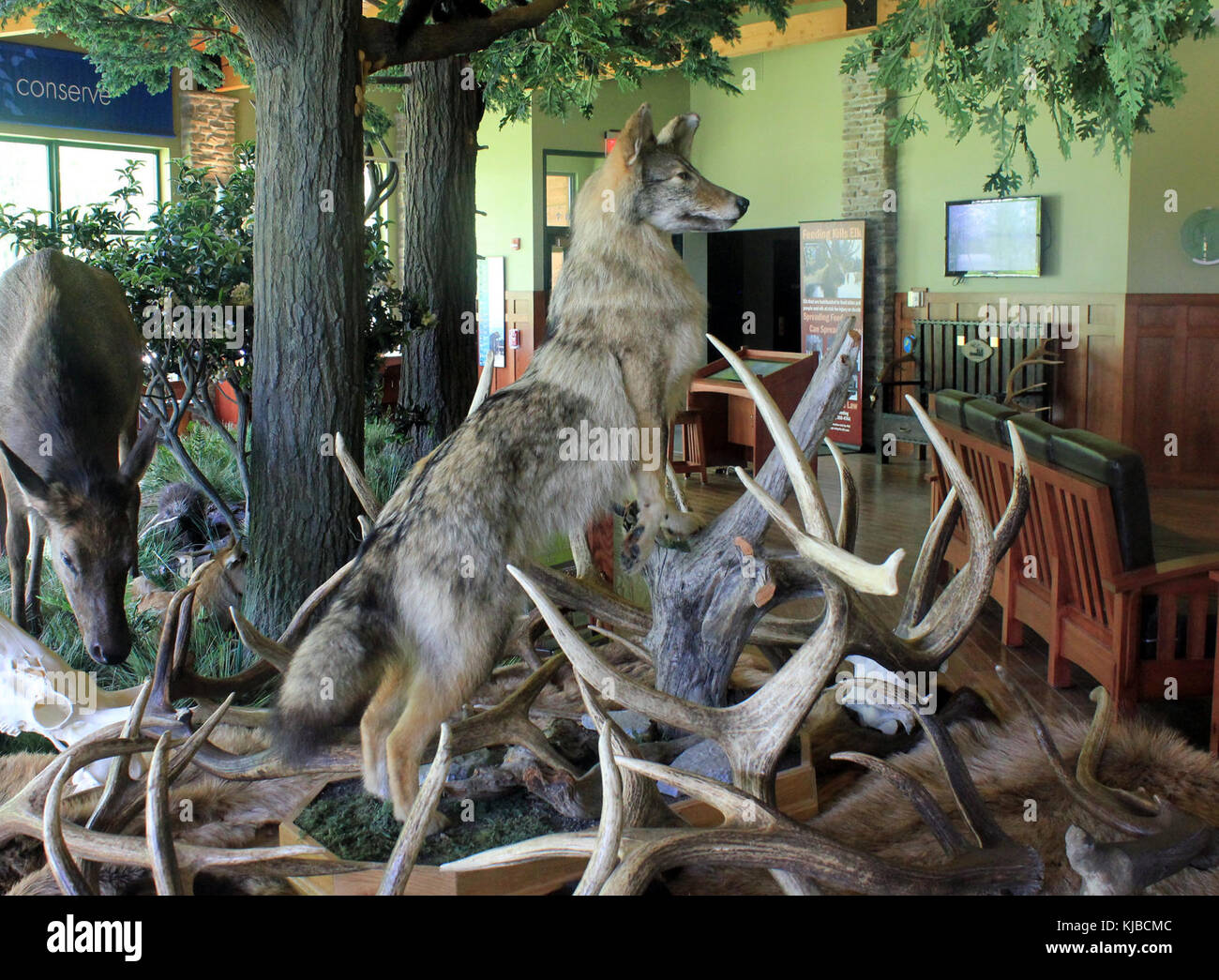 Wolf standing over prey hi-res stock photography and images - Alamy