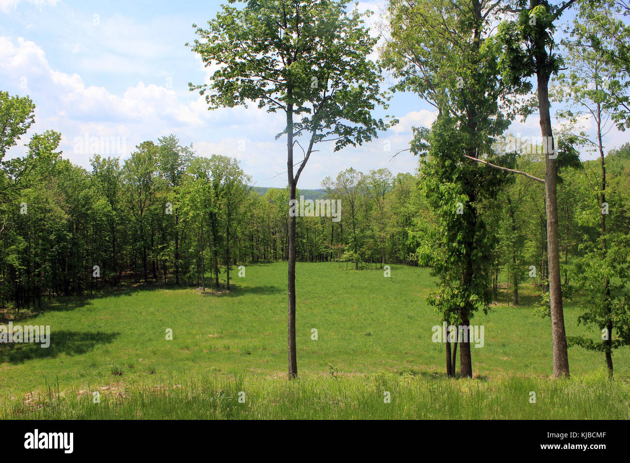 Gfp pennsylvania elk scenic trail clearing with trees Stock Photo - Alamy