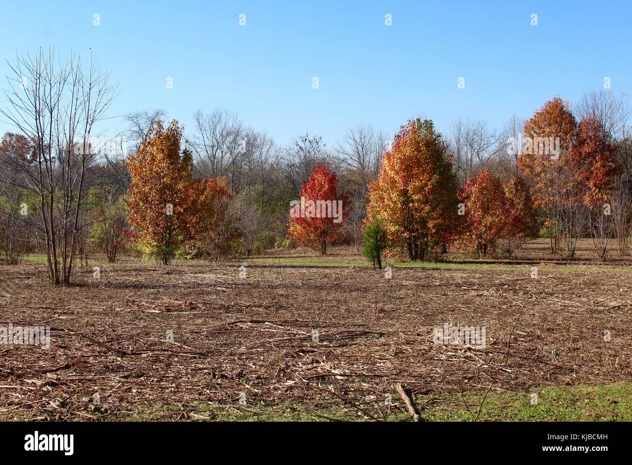 The colors of the autumn season in the month of November Stock Photo ...