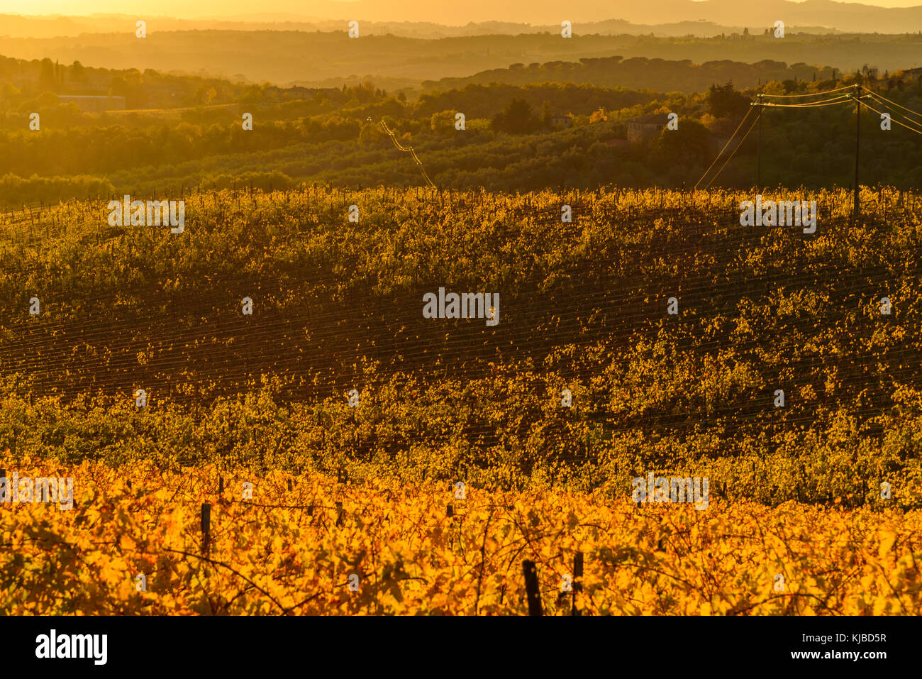 Autumn vineyards in Tuscany, Chianti, Italy at sunset light Stock Photo ...