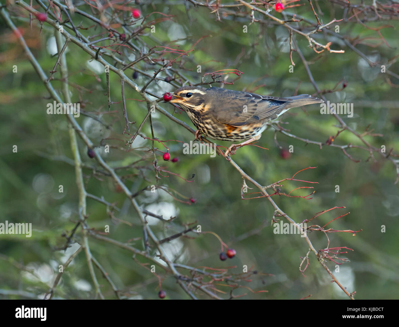 Redwing Turdus musicus feeding on berries in hawthorn hedge Norfolk ...