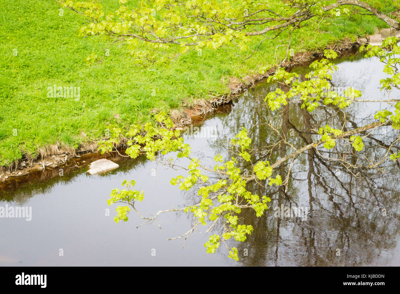 Spring nature in the Park with brook Stock Photo - Alamy