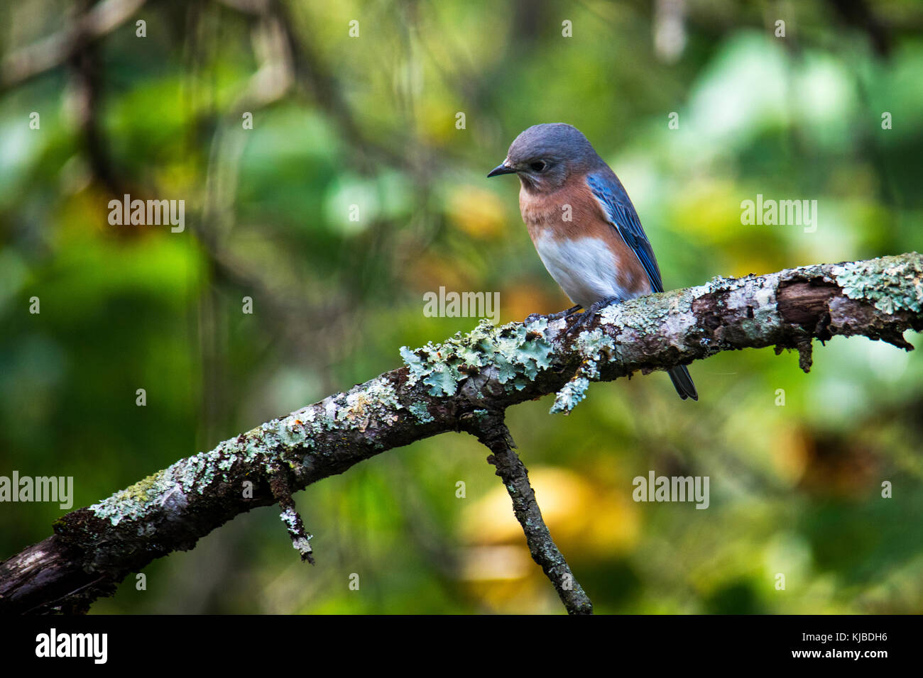Eastern bluebird perched on apple tree limb looks intently toward ...