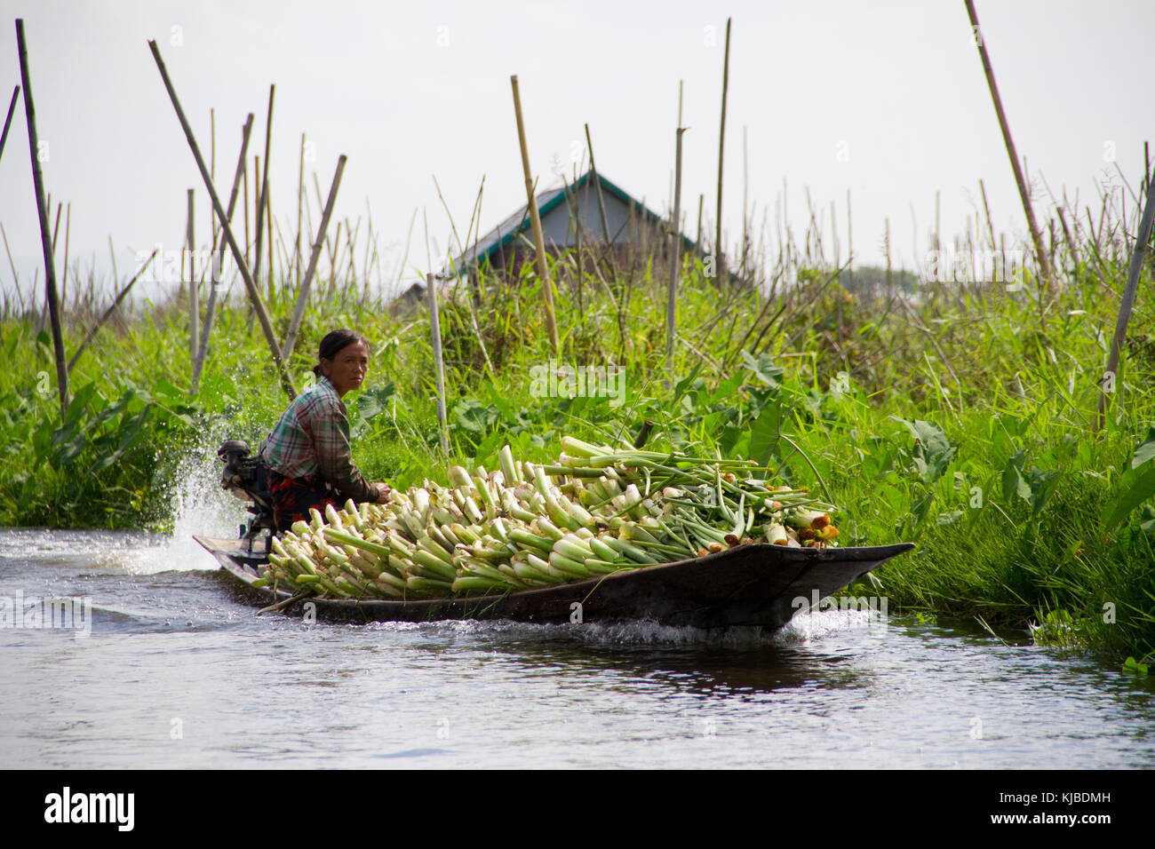 A woman rides a boat with produce across Inle Lake in Myanmar. Inle ...