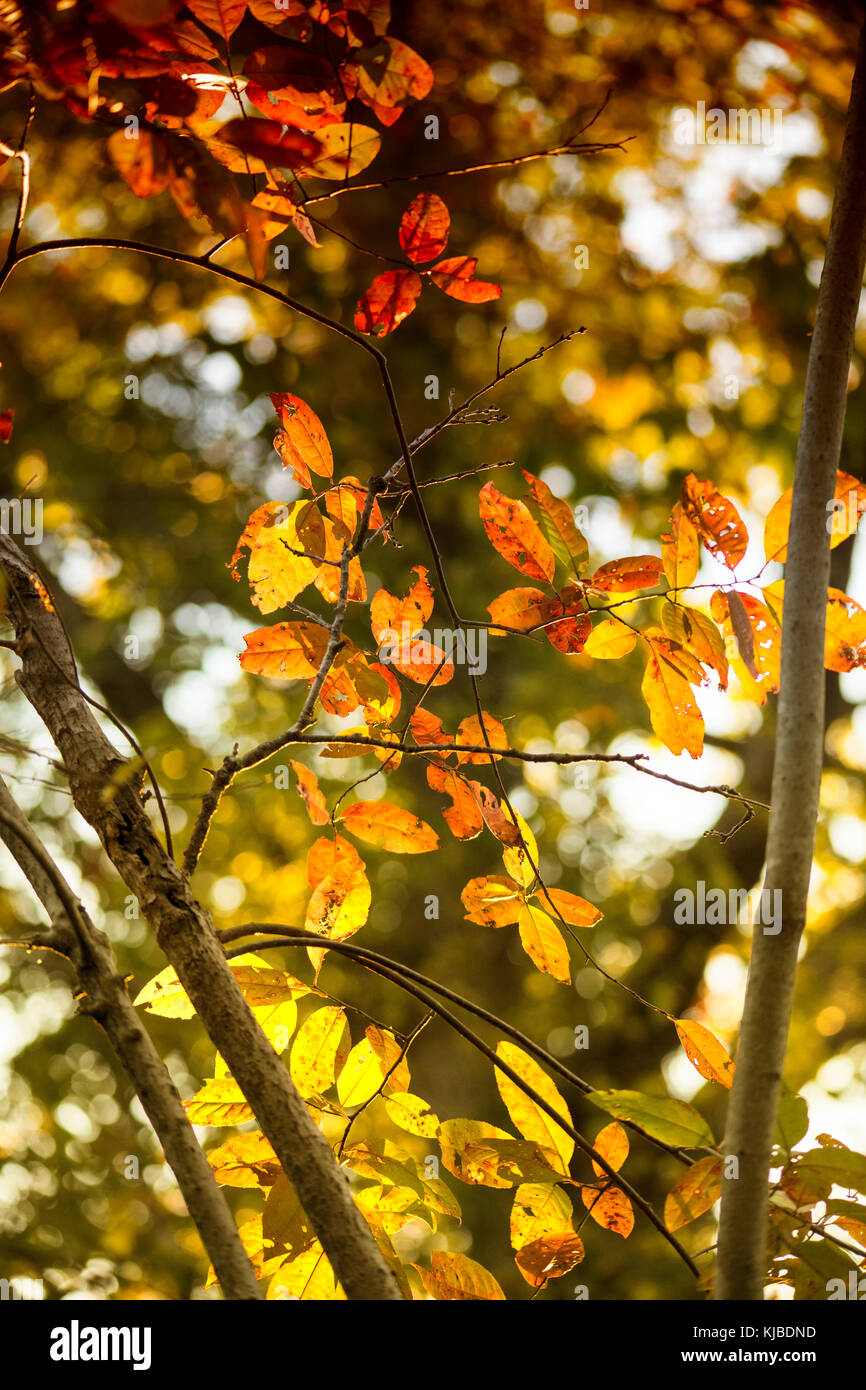 Direct sun hi-res stock photography and images - Alamy