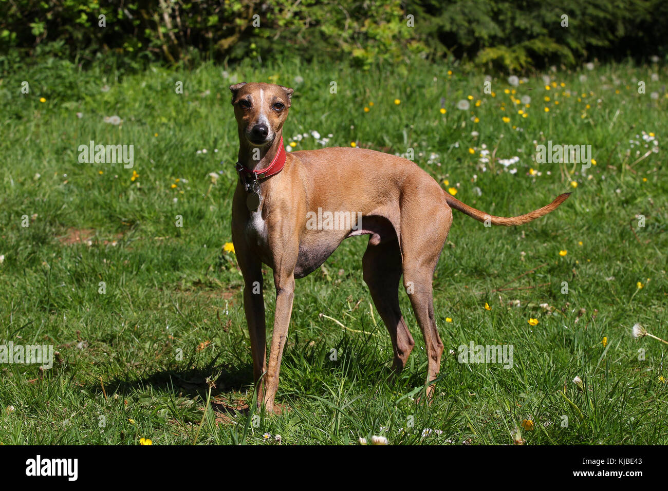 Cream Italian Greyhound