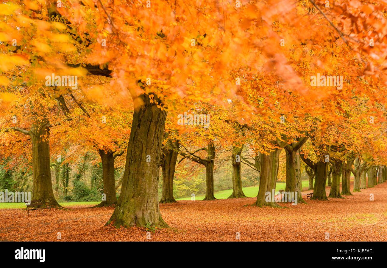 Row of trees in Autumn Stock Photo - Alamy