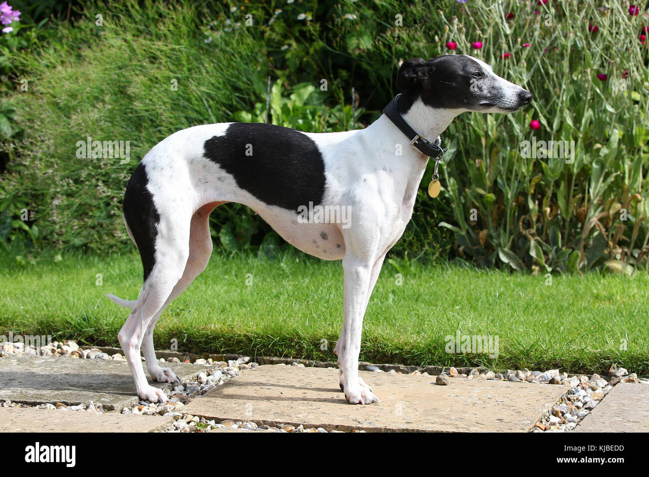 Italian greyhound standing hi-res stock photography and images - Alamy