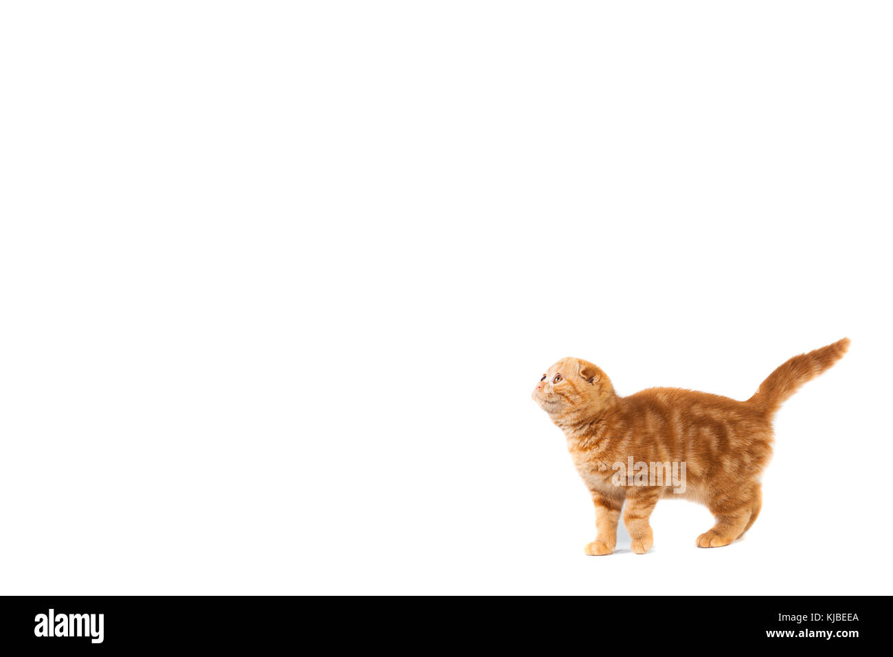 Scottish Fold small baby cat of red color with short hair in stripe ...