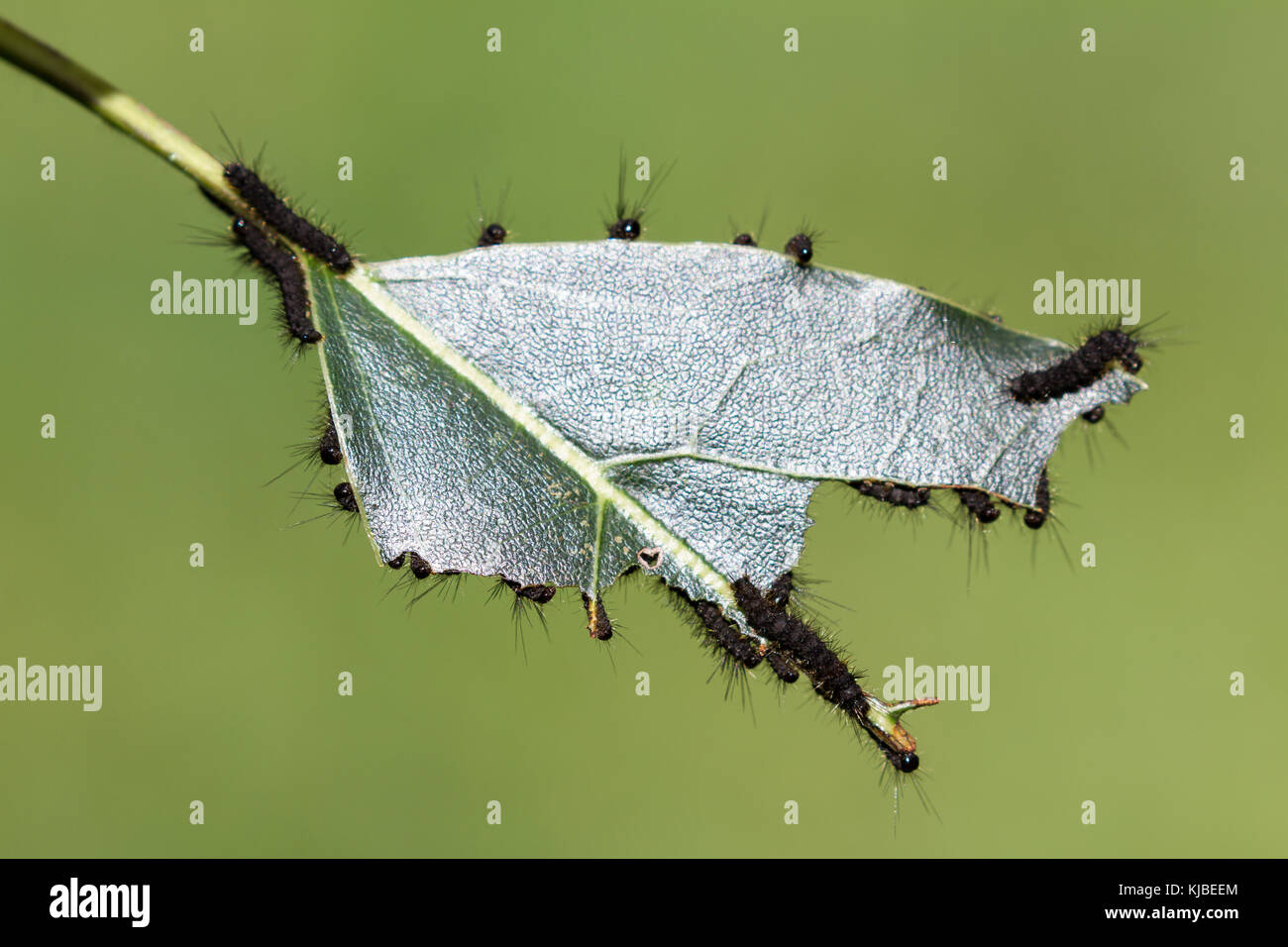 close up of a cluster of small black caterpillars on a tropical, plant ...