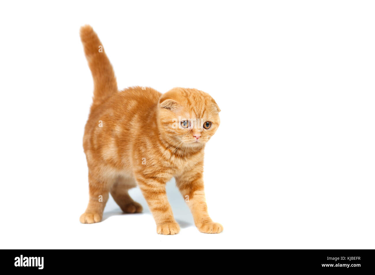 Scottish Fold small baby cat of red color with short hair in stripe ...
