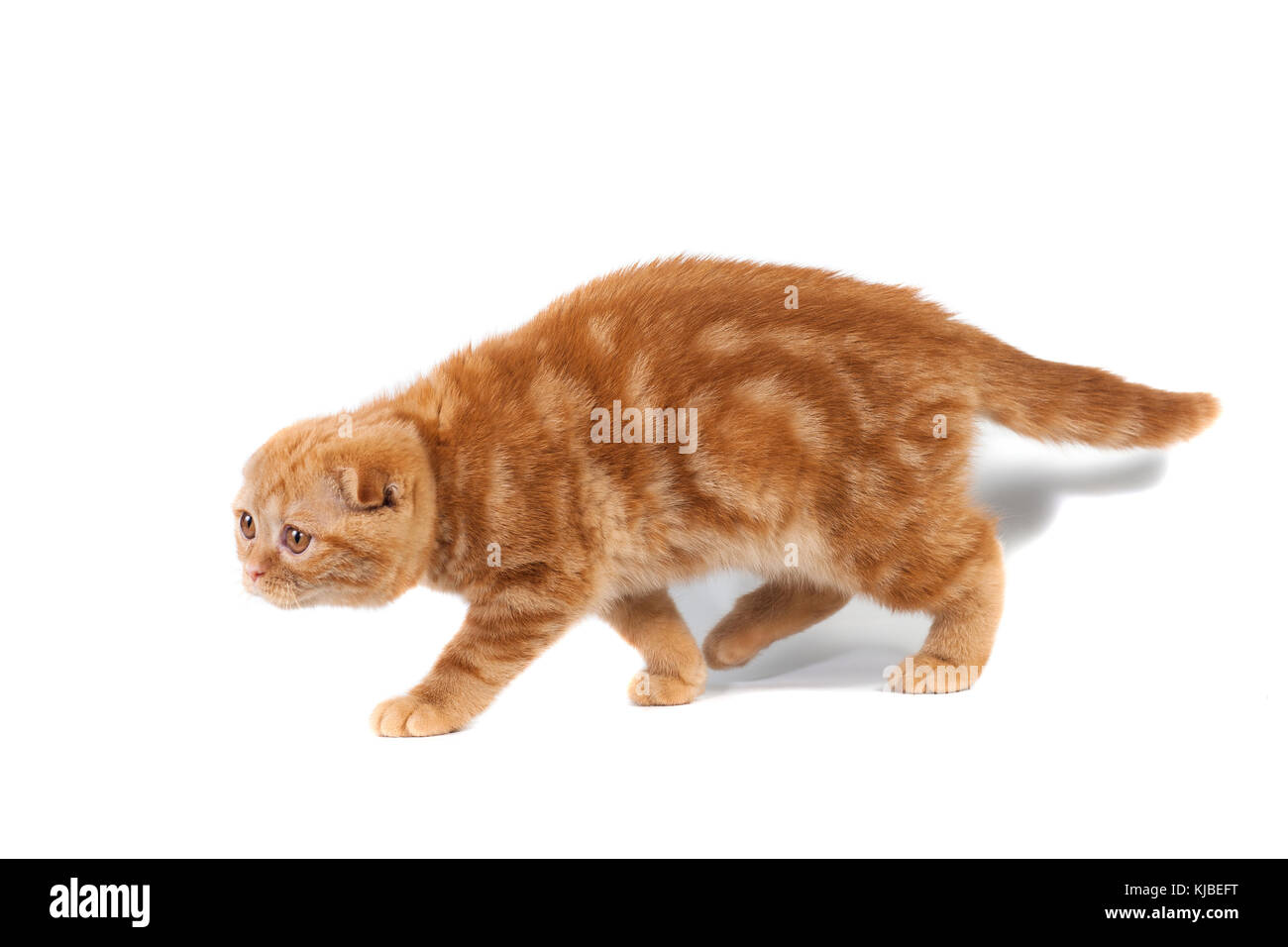 Scottish Fold small baby cat of red color with short hair in stripe ...