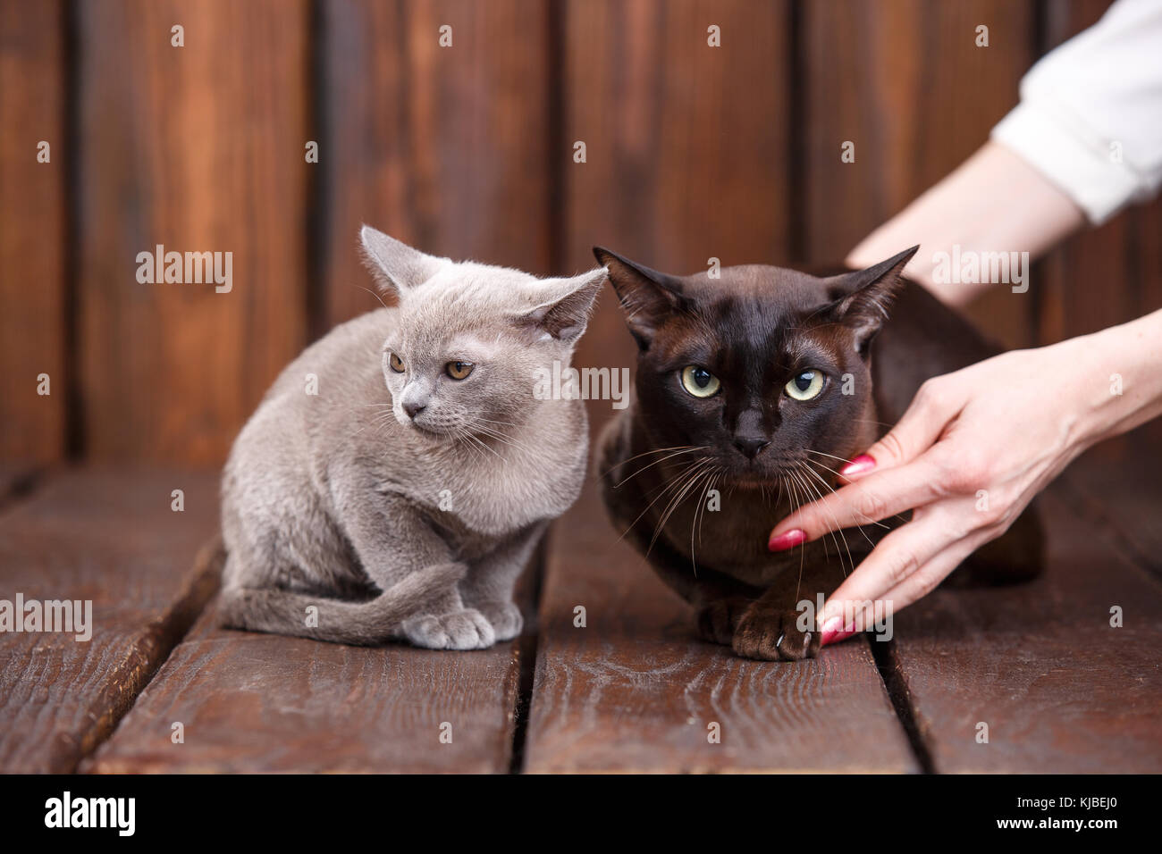kitten and adult cat breed European Burmese, father and son sitting on ...