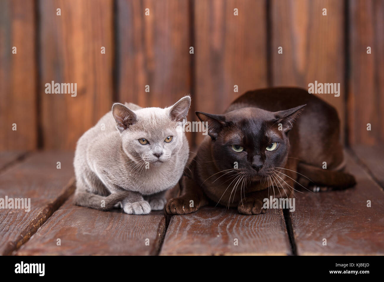 kitten and adult cat breed European Burmese, father and son sitting on ...