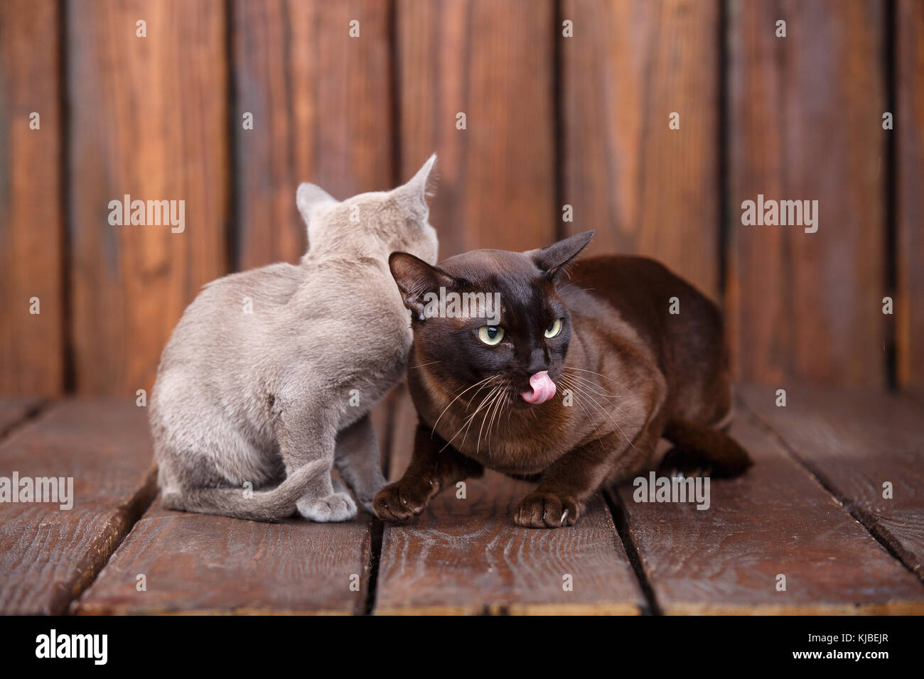 kitten and adult cat breed European Burmese, father and son sitting on ...