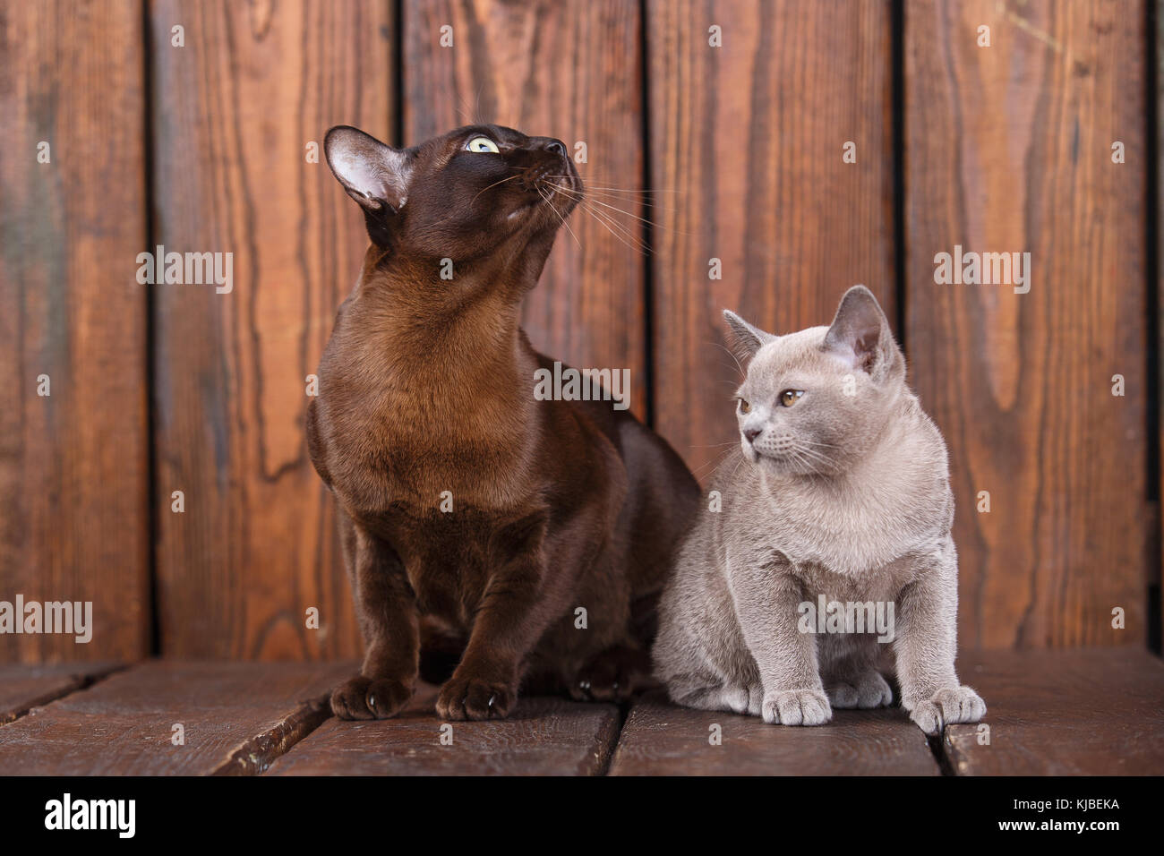 kitten and adult cat breed European Burmese, father and son sitting on ...