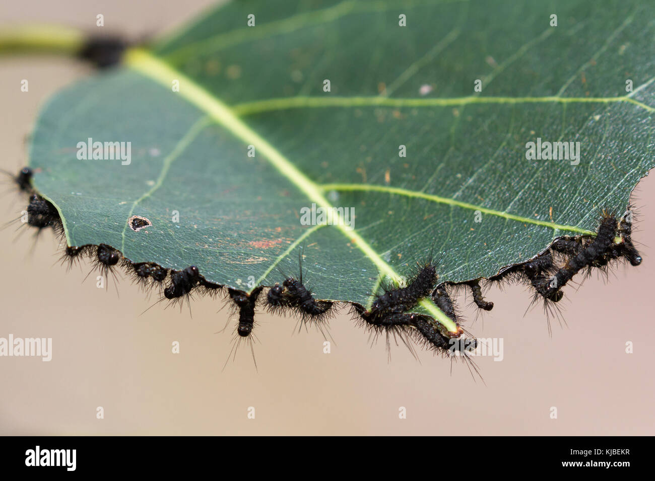 close up of a cluster of small black caterpillars on a tropical, plant ...