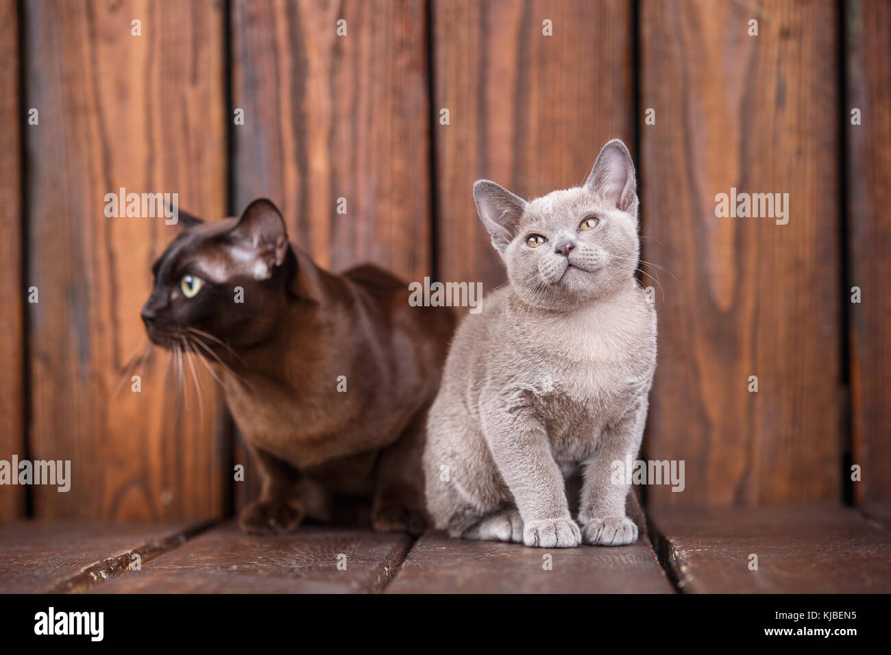 kitten and adult cat breed European Burmese, father and son sitting on ...
