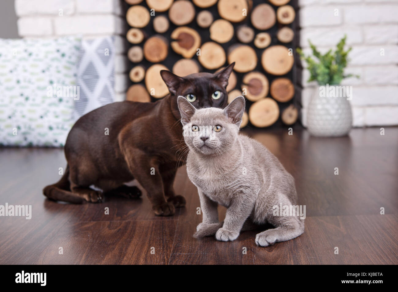 Two cats, father and son cat brown, chocolate brown and grey kitten ...