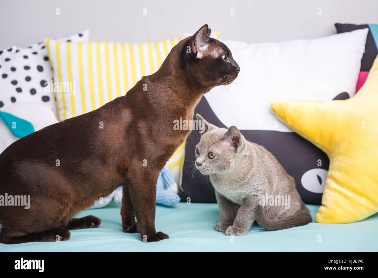 Two cats, father and son cat brown, chocolate brown and grey kitten ...