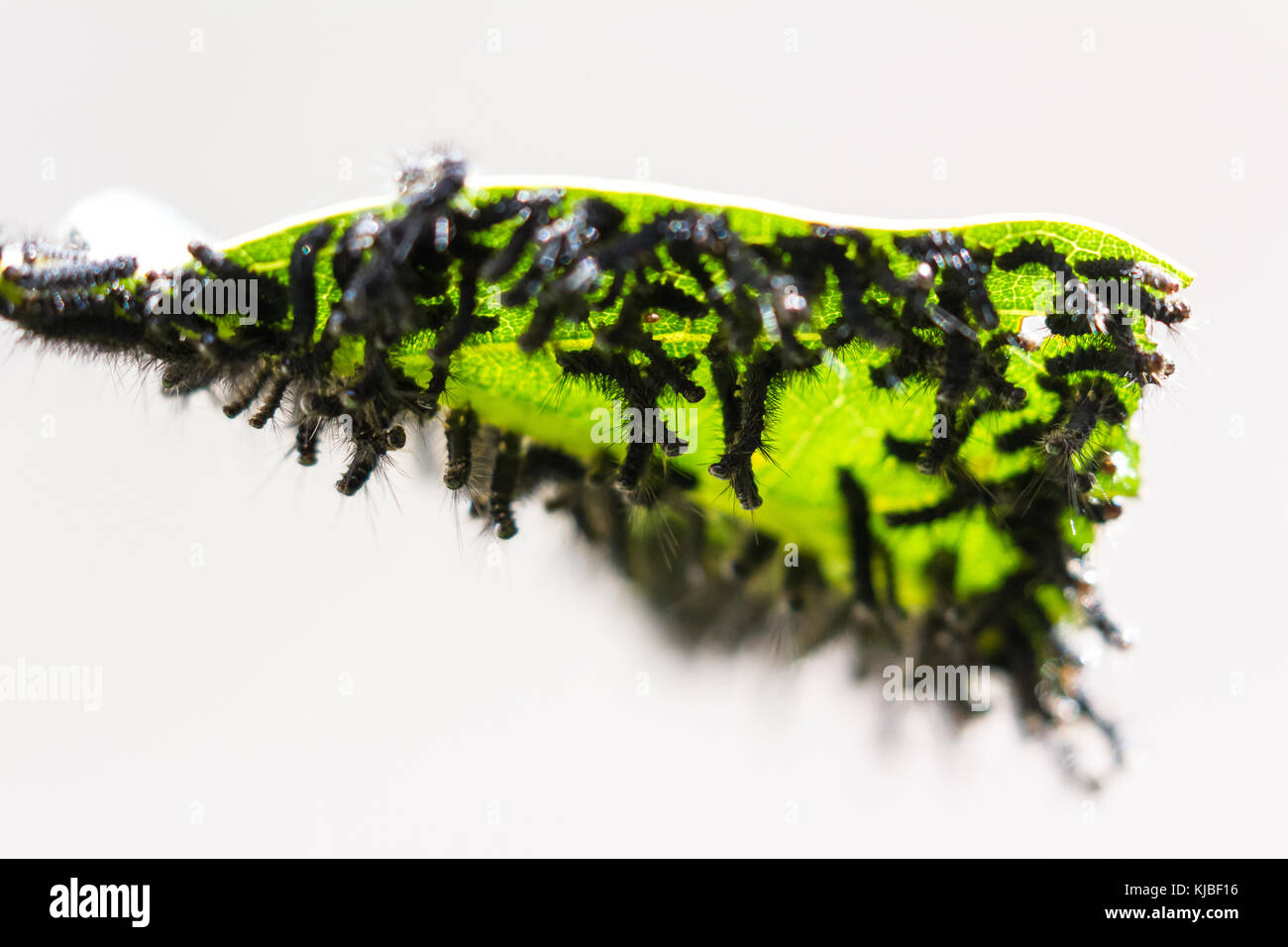 close up of a cluster of small black caterpillars on a tropical, plant ...