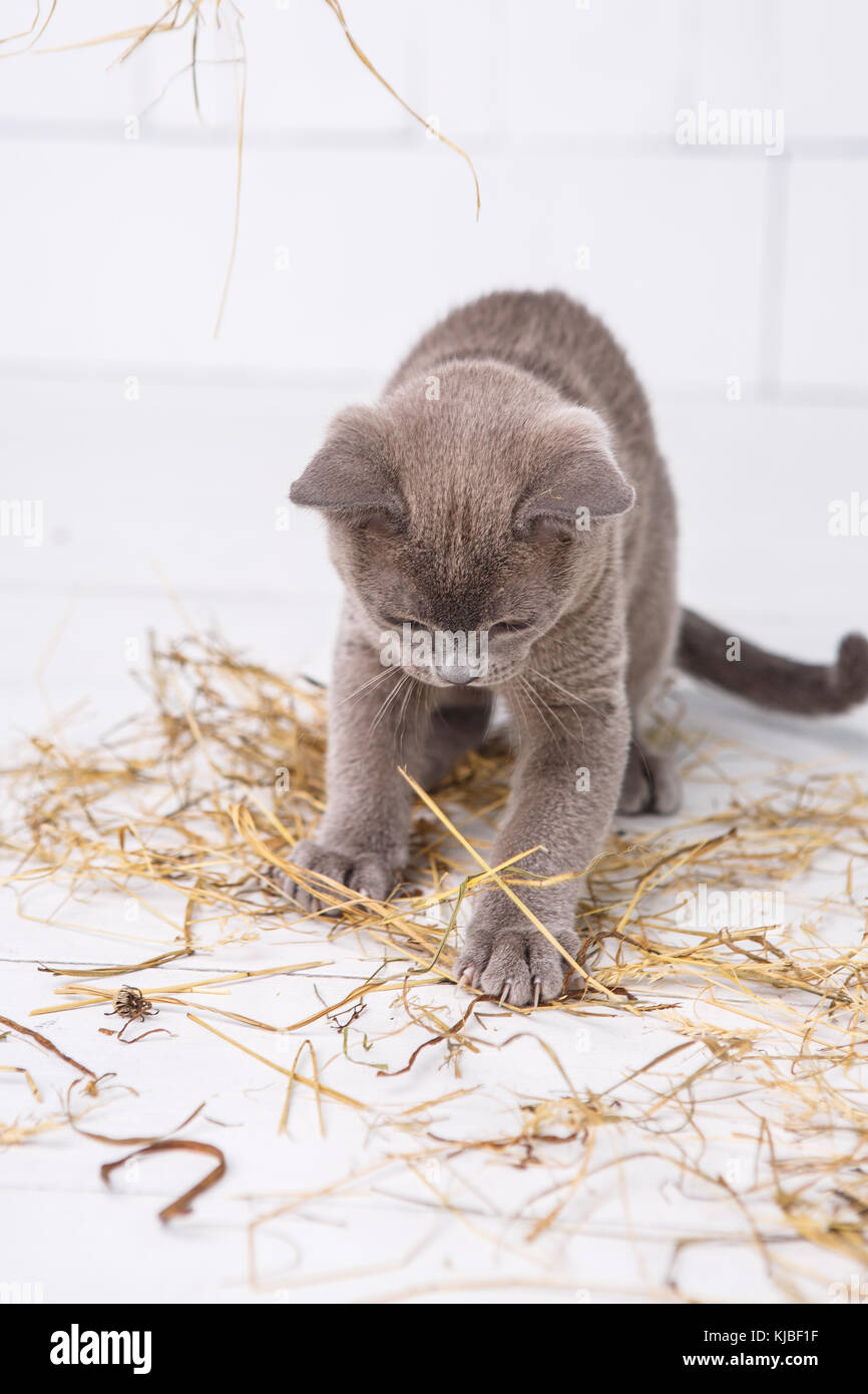 playful cat in the straw on a white wooden floor jumps, hunts, stands ...