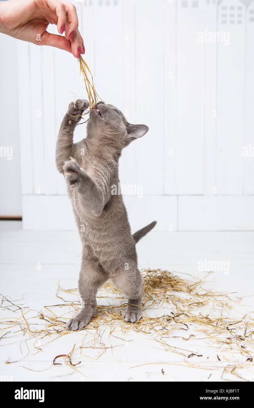 playful cat in the straw on a white wooden floor jumps, hunts, stands ...