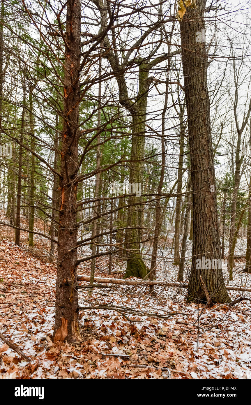 Winter forest landscape in Mount Royal, Montreal, Quebec, Canada Stock ...
