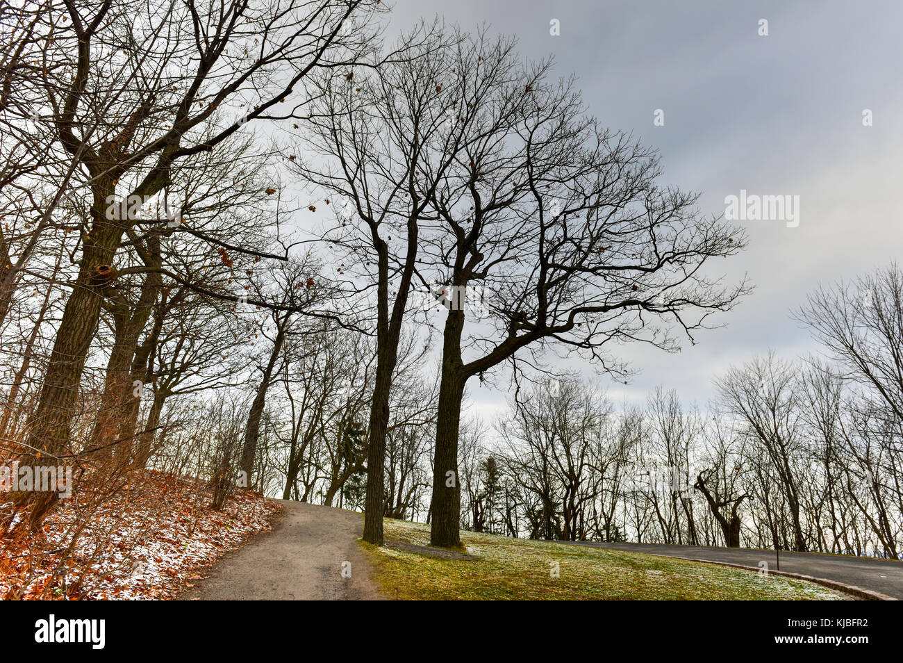 Winter forest landscape in Mount Royal, Montreal, Quebec, Canada Stock ...