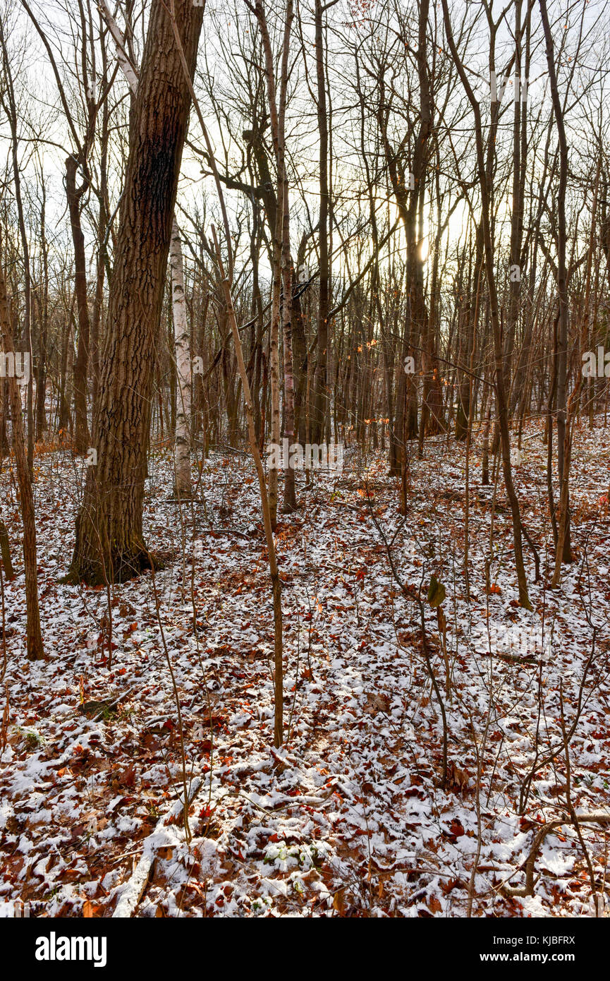 Winter forest landscape in Mount Royal, Montreal, Quebec, Canada Stock ...