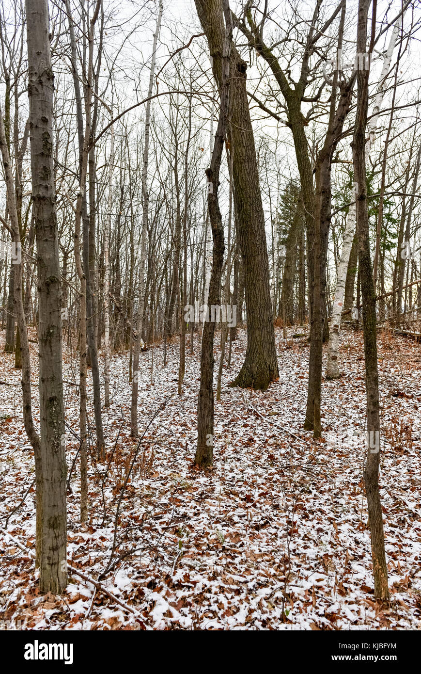Winter forest landscape in Mount Royal, Montreal, Quebec, Canada Stock ...