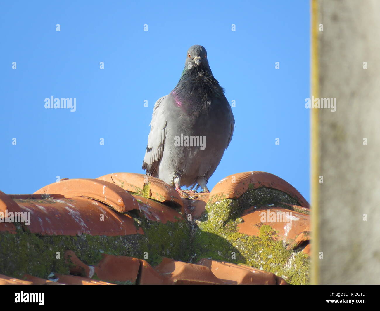 Piccione Piccione High Resolution Stock Photography and Images - Alamy
