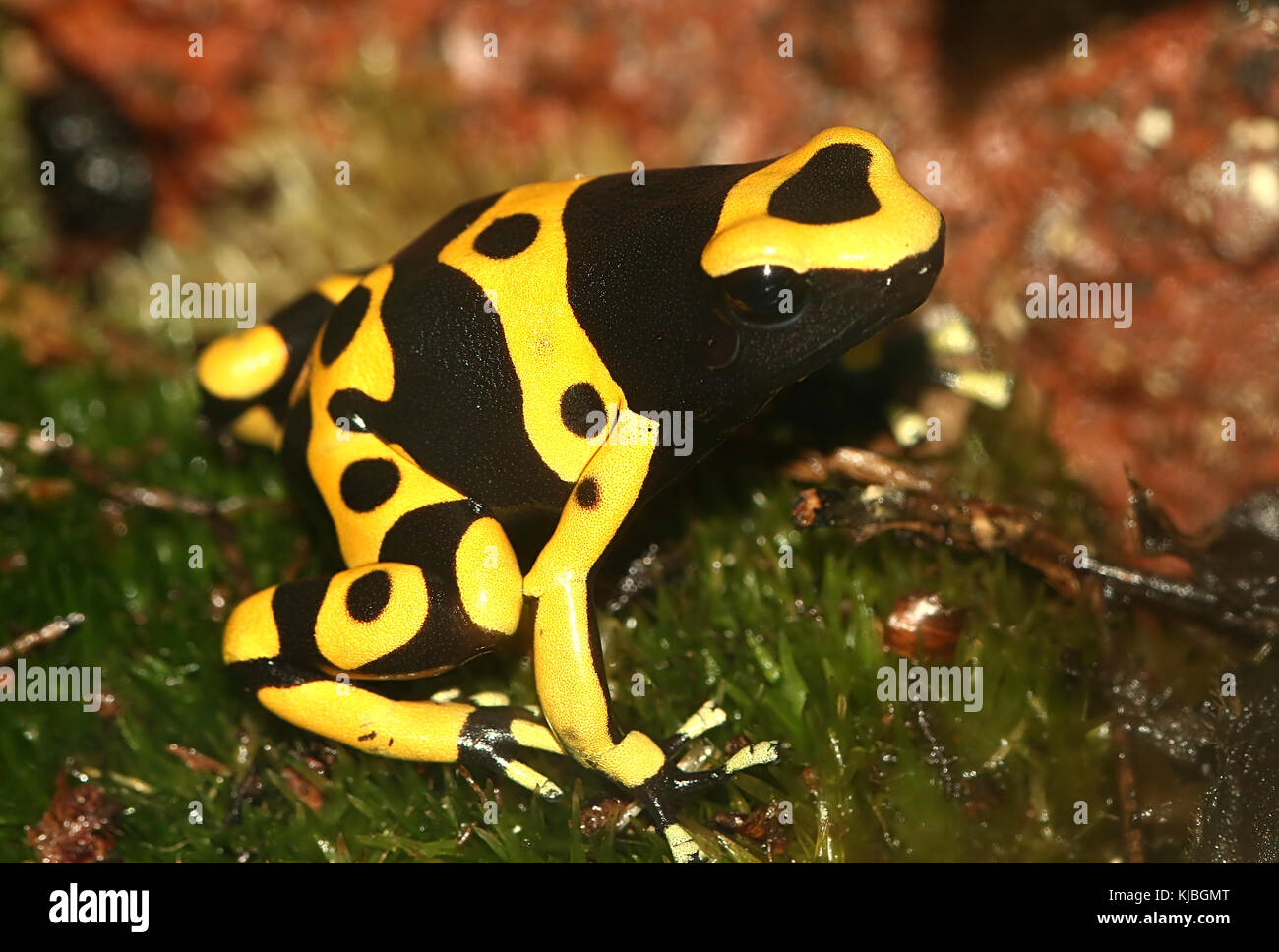 South American Yellow banded or yellow headed poison dart frog ...