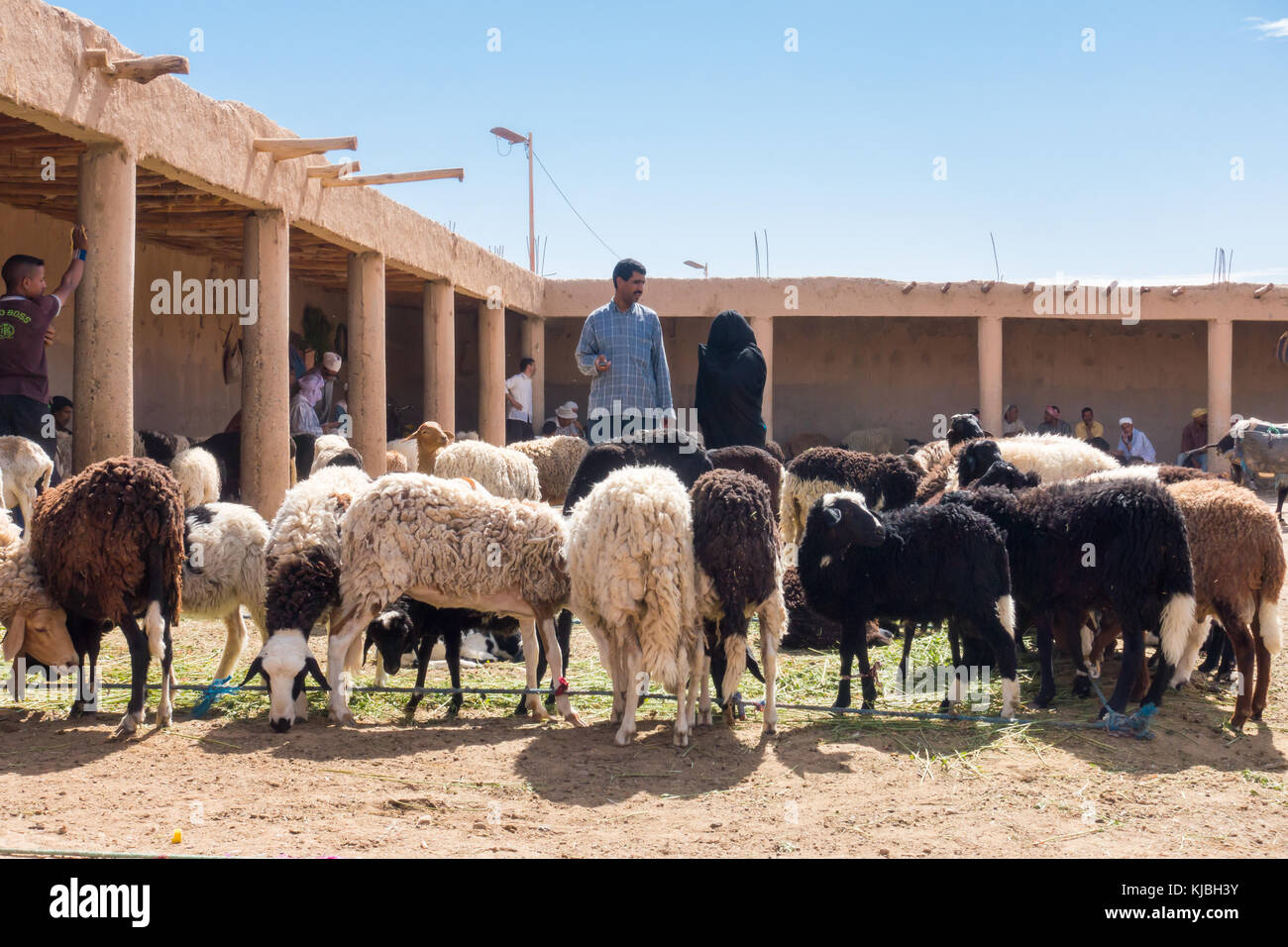 Sahara Desert Morocco Sheep High Resolution Stock Photography and ...