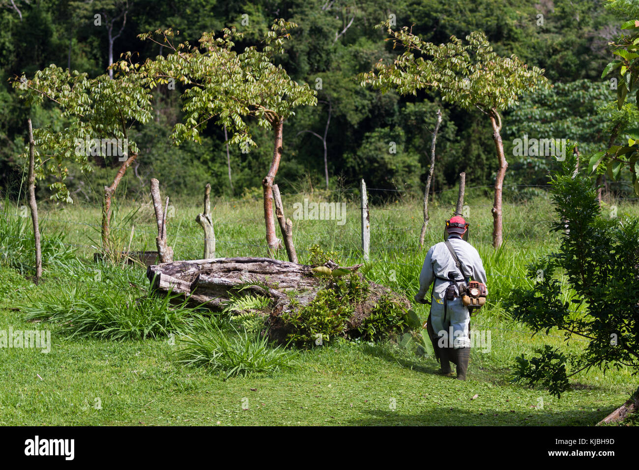 man with a weed whacker mowing the lawn in a large yard in Costa Rica ...