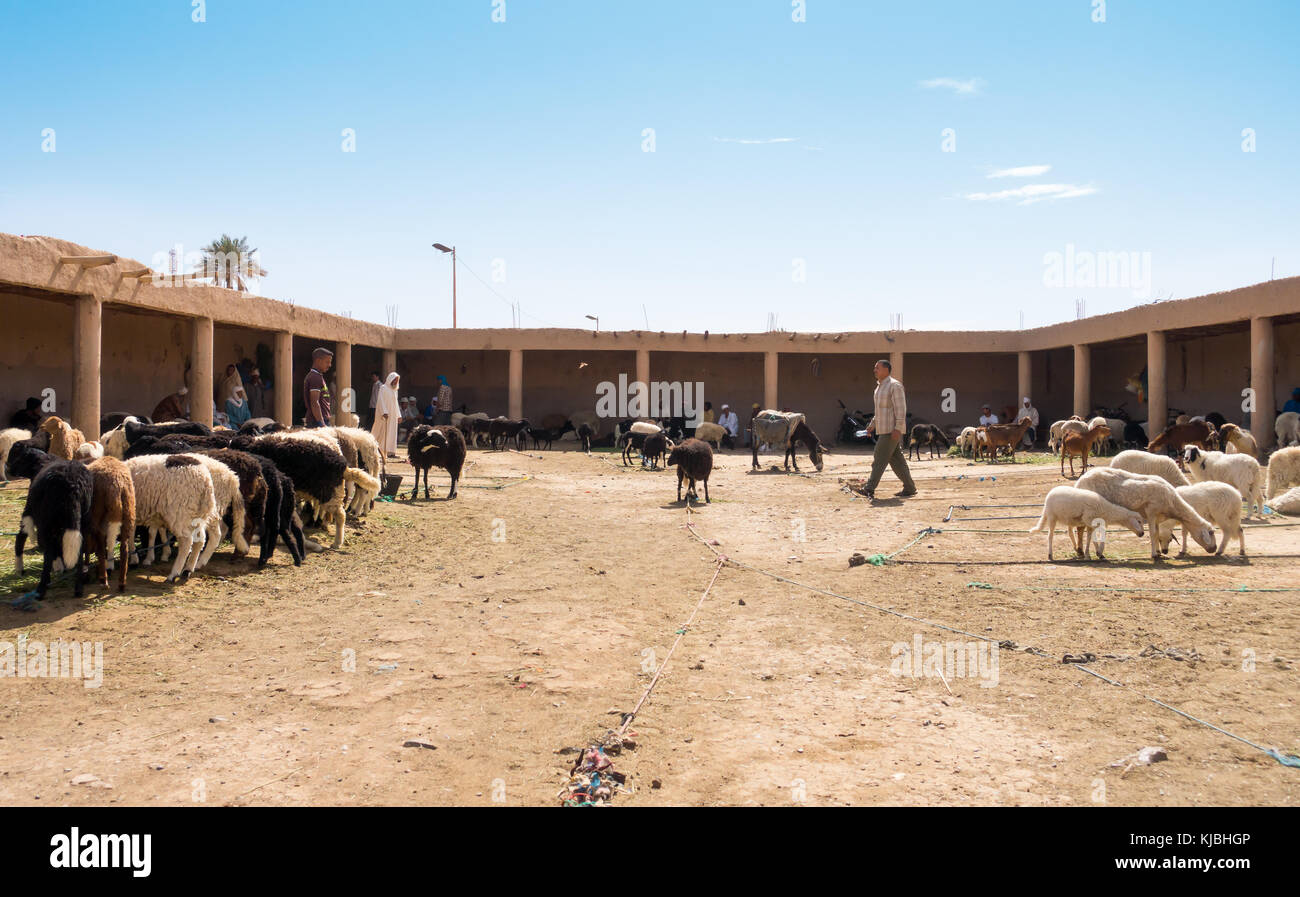 Rissani, Morocco - May 09, 2017: Moroccan sheep traders are getting ...