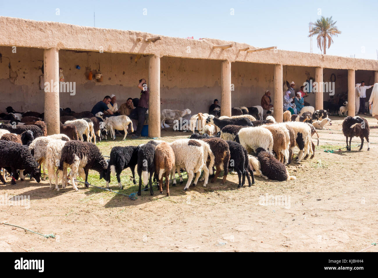 Moroccan shepherd hi-res stock photography and images - Alamy
