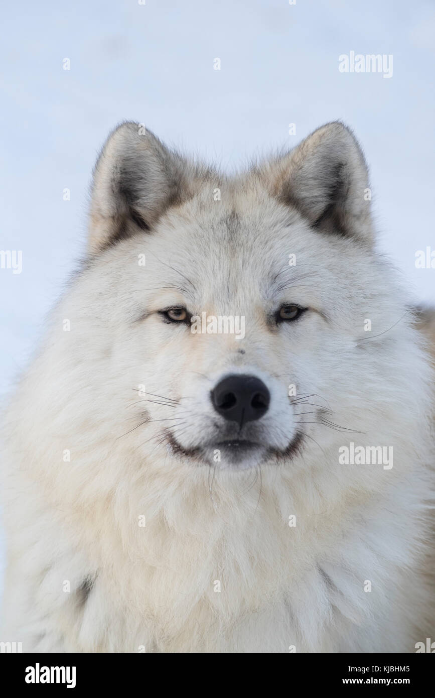 Quebec wolf hi-res stock photography and images - Alamy