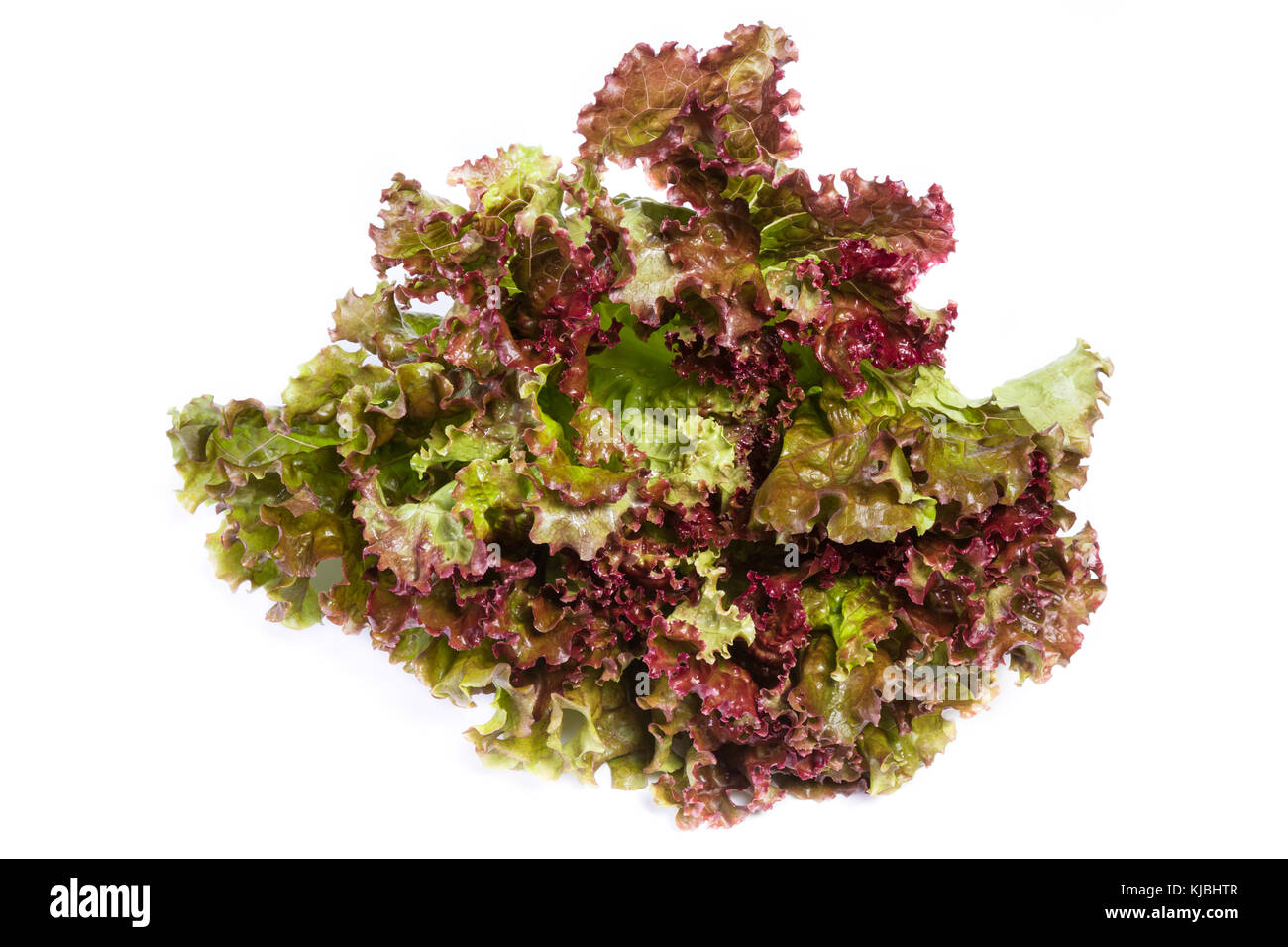 whole head of red leaf lettuce isolated on a white background Stock ...