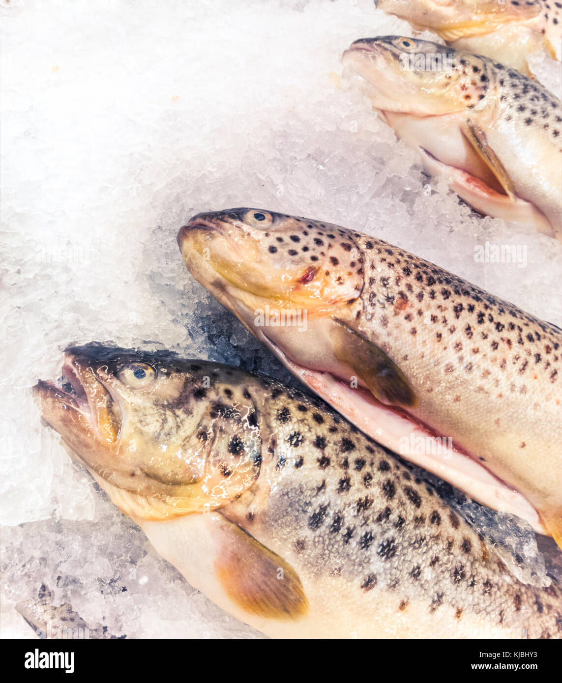 Bulltrout High Resolution Stock Photography and Images - Alamy