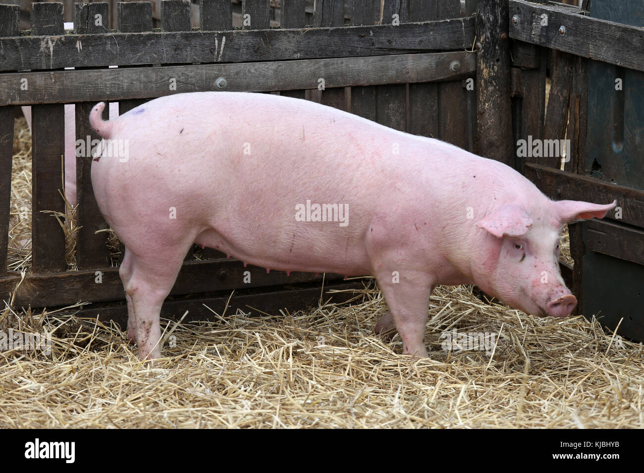 Pink pig living at rural bio animal farm Stock Photo - Alamy