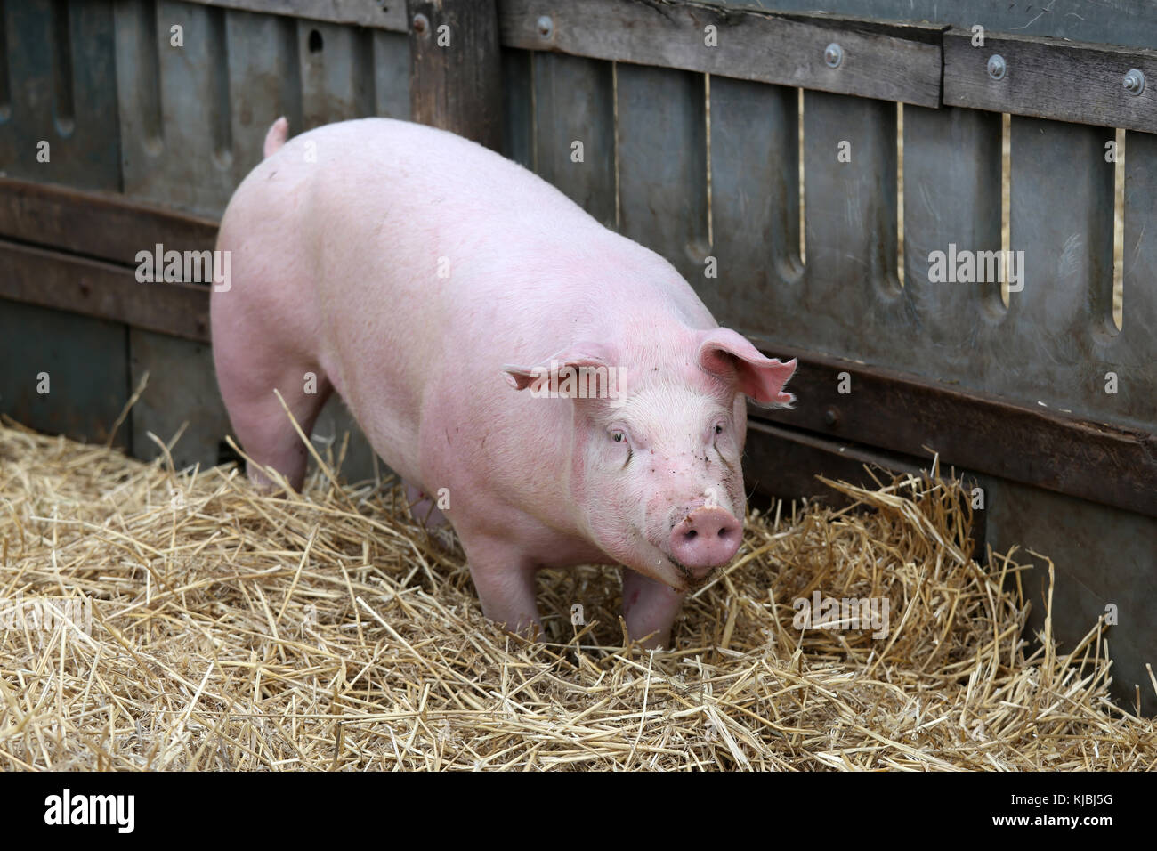 Young domestic peaceful happy pig run in the pigpen Stock Photo - Alamy
