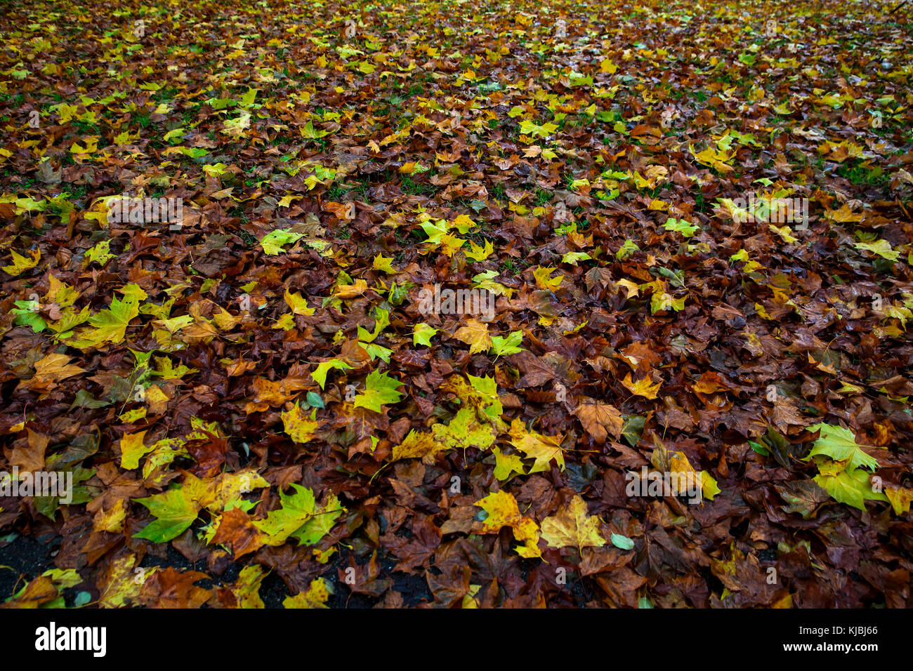 Leaves under the tree hi-res stock photography and images - Alamy