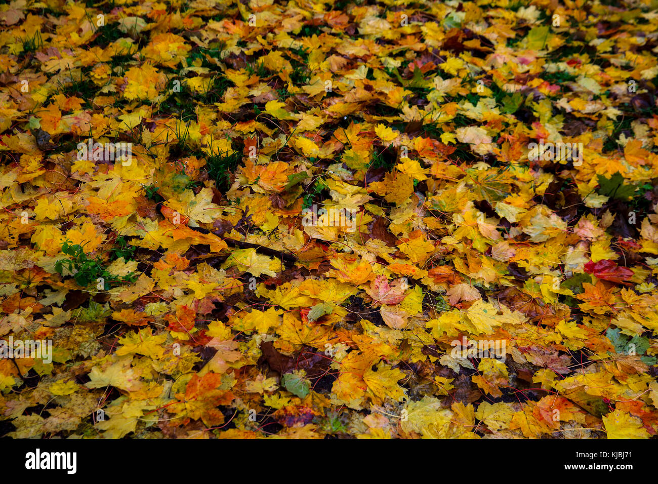 Beautiful fallen tree leaves hi-res stock photography and images - Alamy