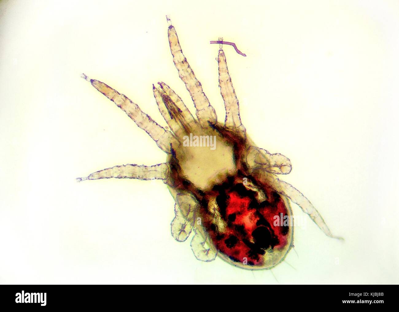 Mite Under Microscope