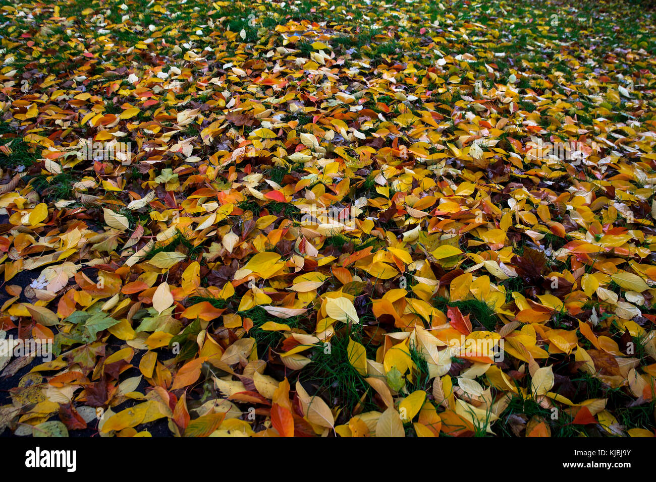 Leaves under the tree hi-res stock photography and images - Alamy