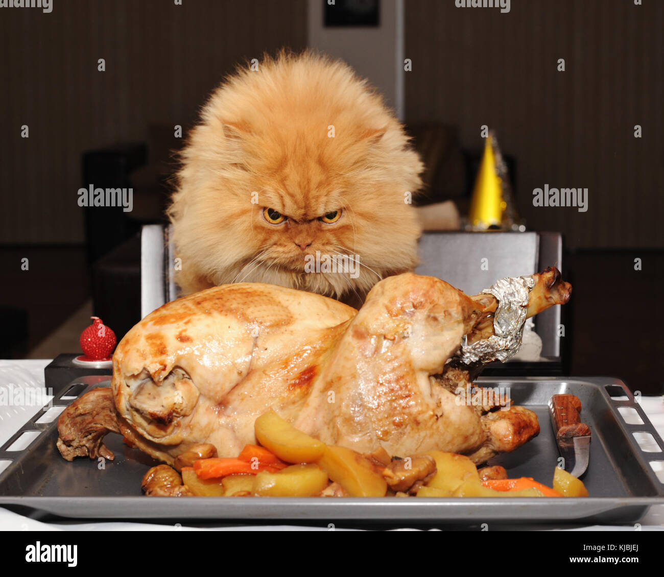 Cat Dressed As Turkey