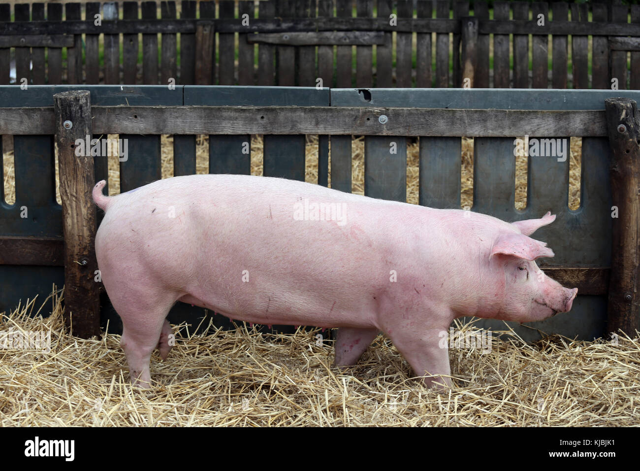 Pink colored domestic pig breeding at animal farm. Beautiful young pig ...