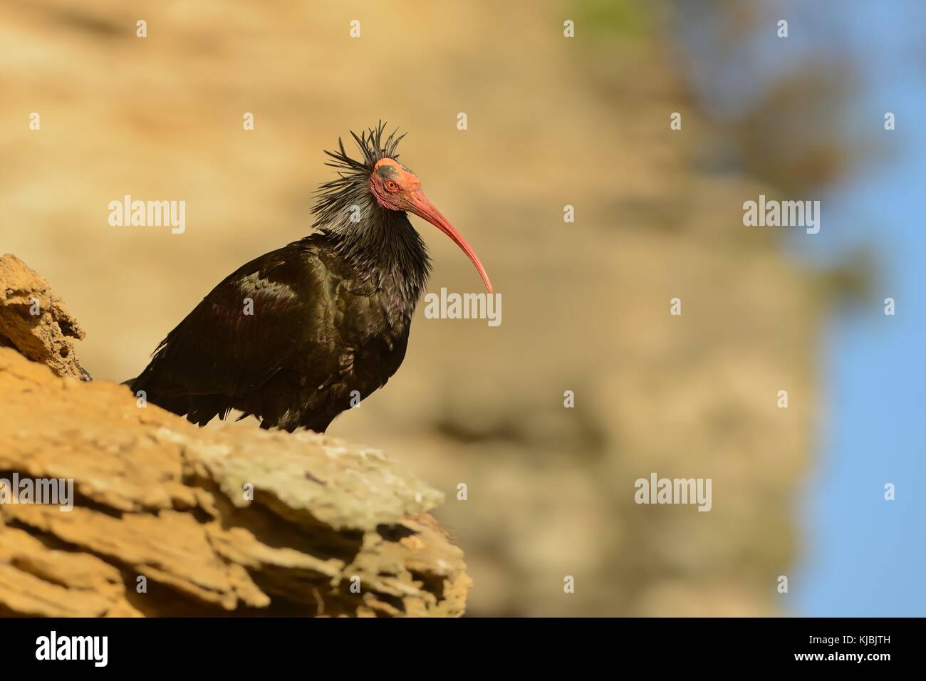 Skinny head hi-res stock photography and images - Alamy